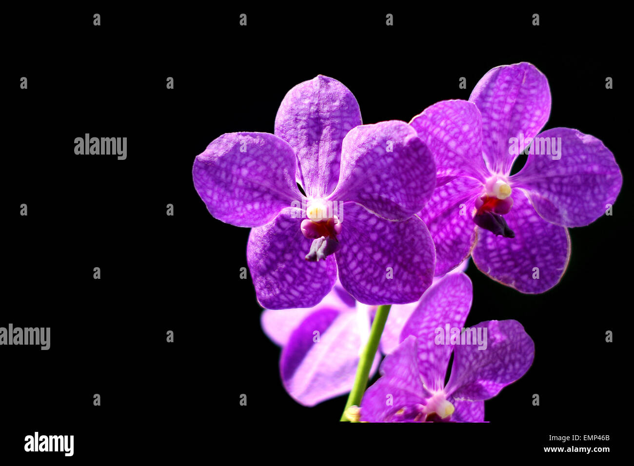Orchids on Black Background Stock Photo - Alamy