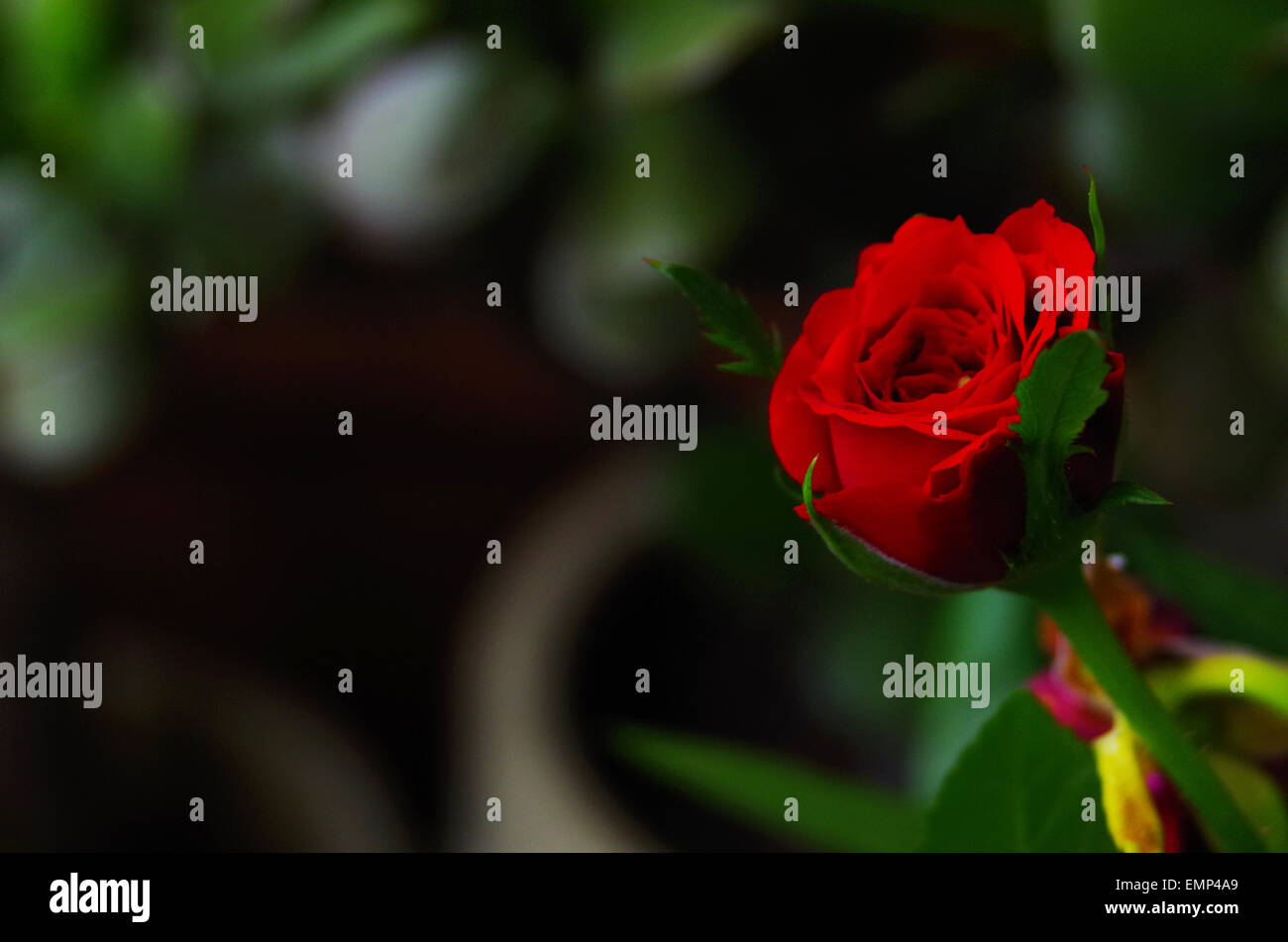 Beautiful red rose Stock Photo - Alamy
