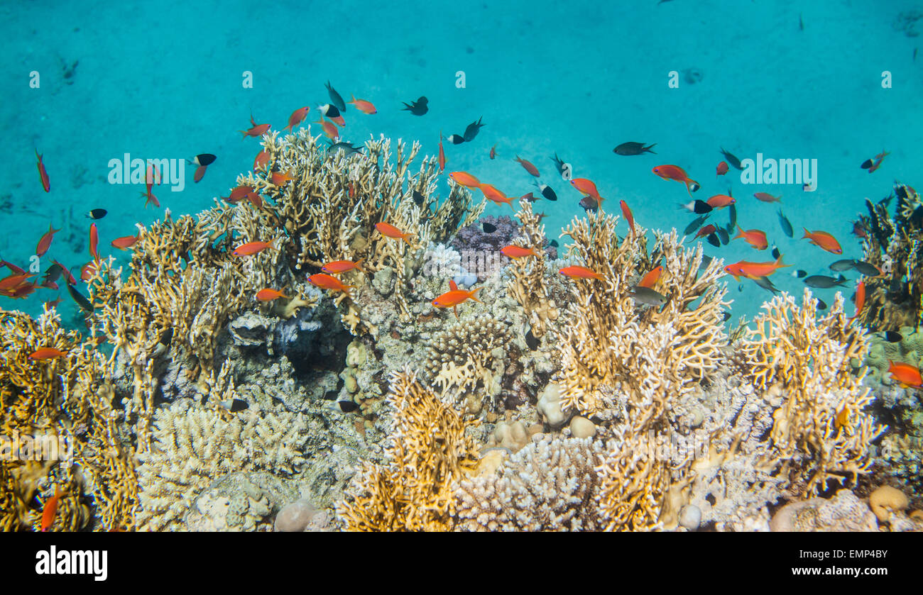 Red sea coral reef Stock Photo - Alamy