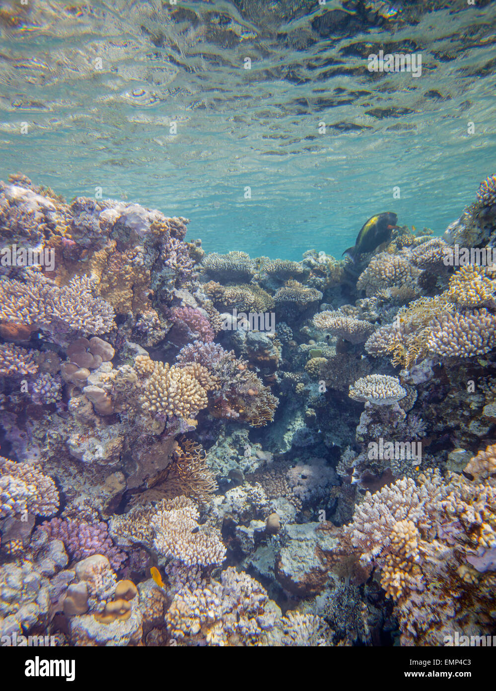 Red sea coral reef Stock Photo - Alamy