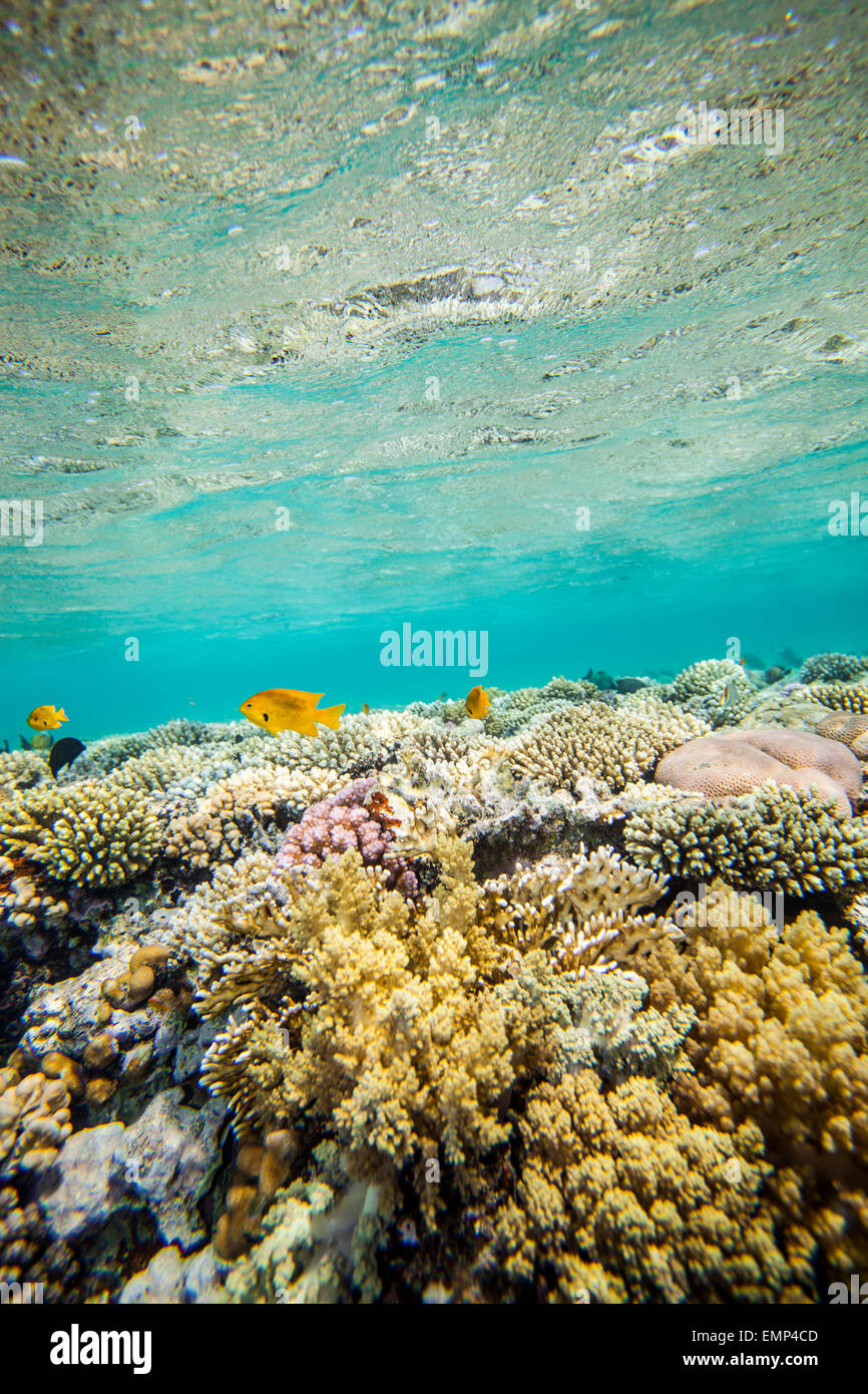 Red sea coral reef Stock Photo - Alamy