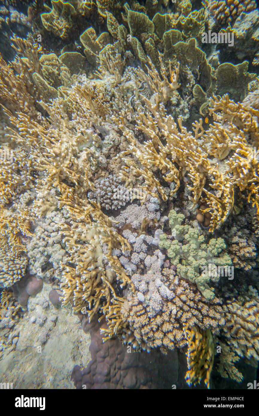Red sea coral reef Stock Photo - Alamy