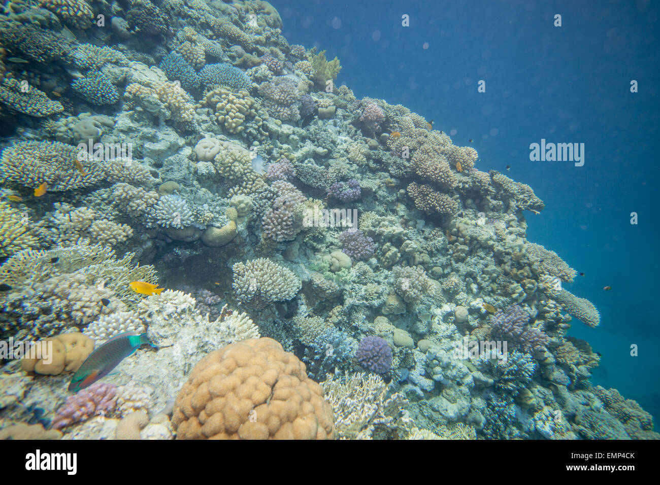 Red sea coral reef Stock Photo - Alamy