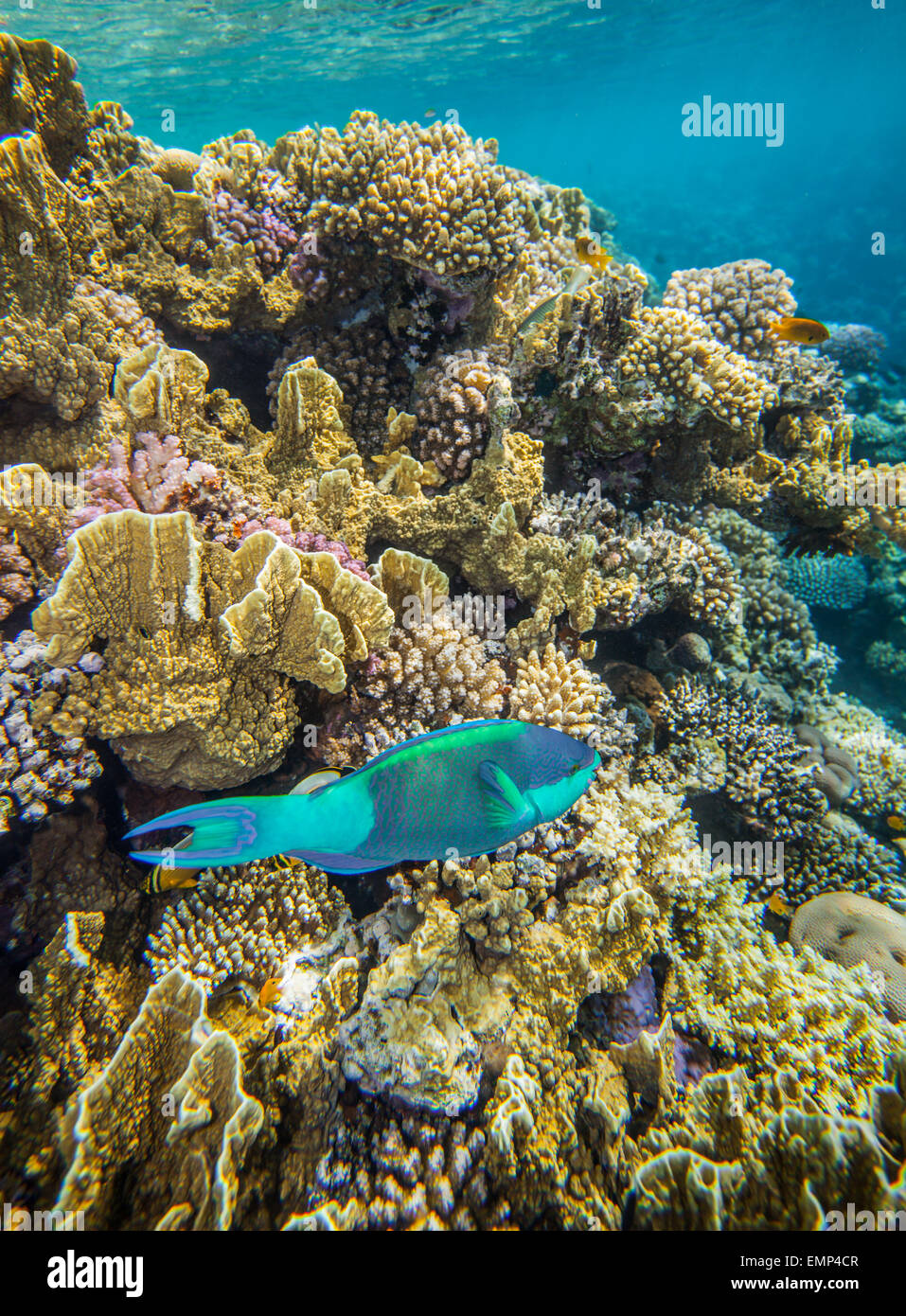 Medium size green scarus fish Stock Photo - Alamy