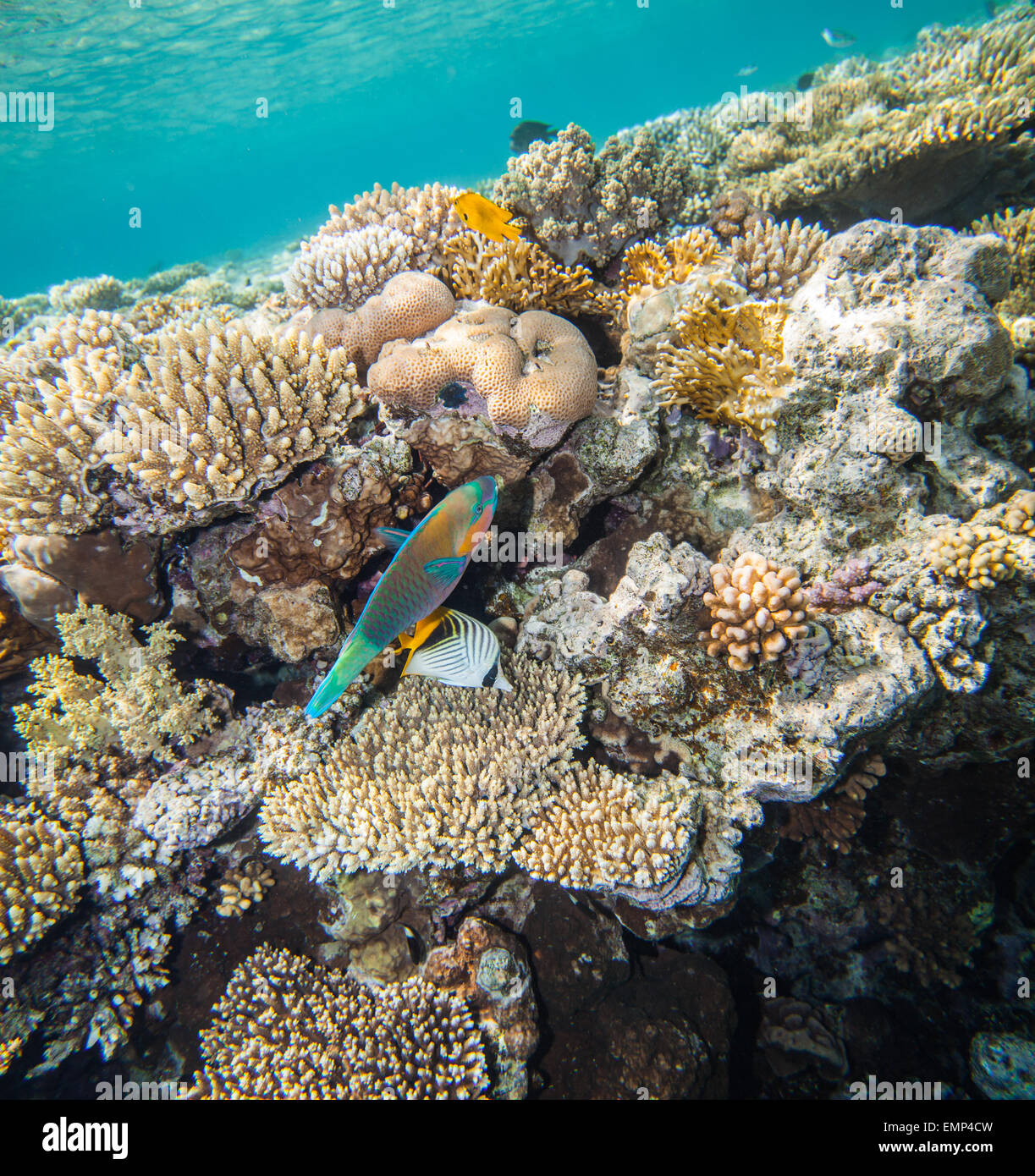 Red sea coral reef Stock Photo - Alamy