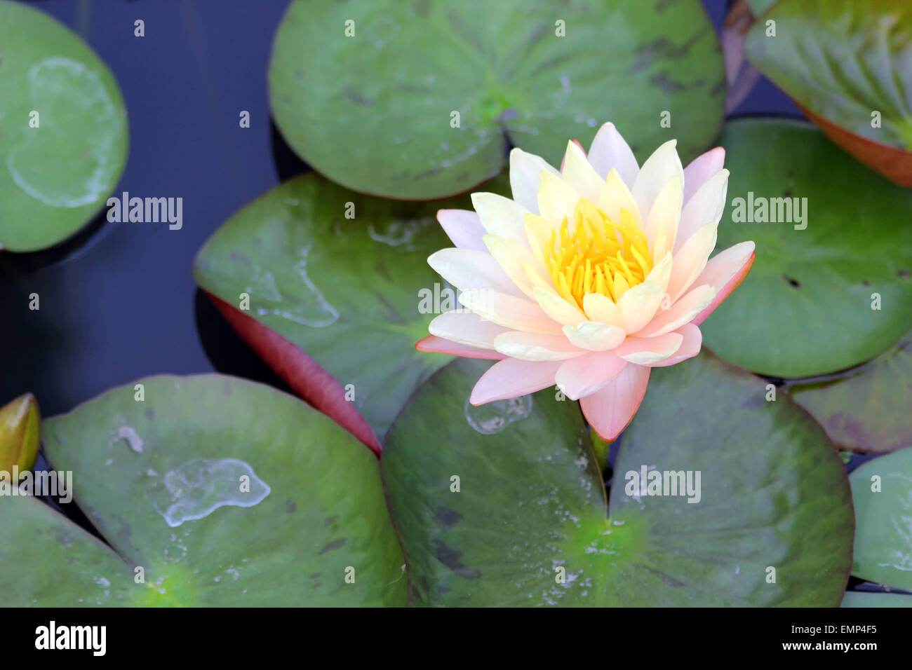 Single lotus hi-res stock photography and images - Alamy