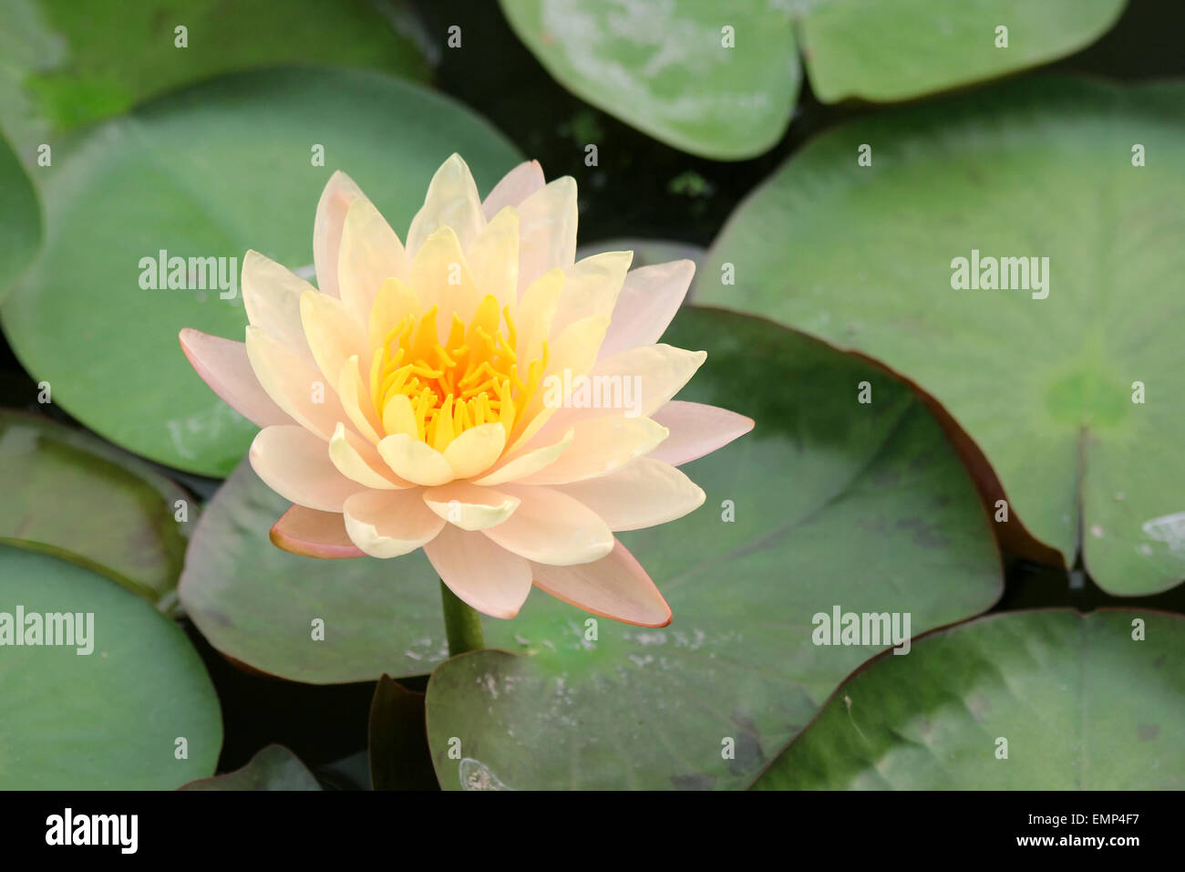 Single lotus flower Stock Photo - Alamy