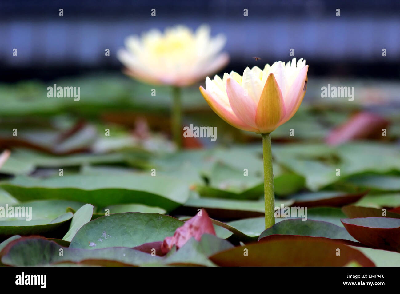 Pink Water Lily Stock Photo - Alamy