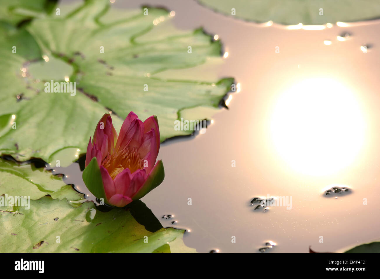 Single lotus flower Stock Photo - Alamy