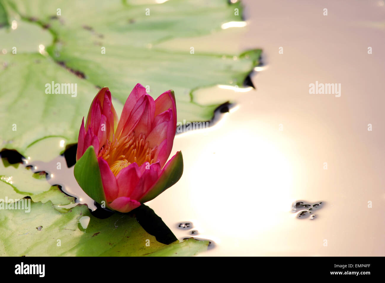 Single lotus flower Stock Photo - Alamy