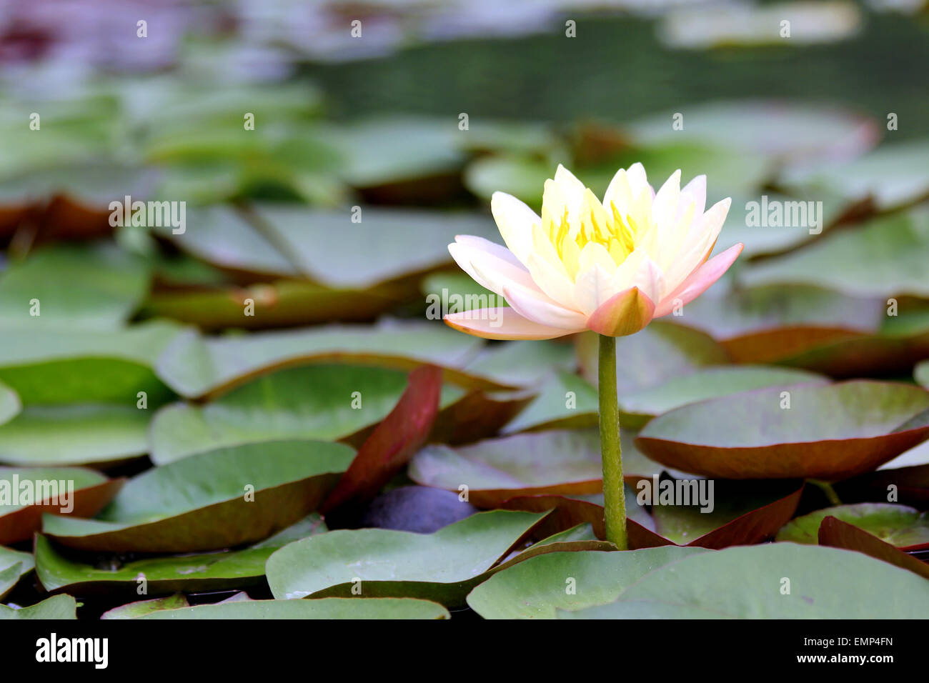 Single lotus flower Stock Photo - Alamy