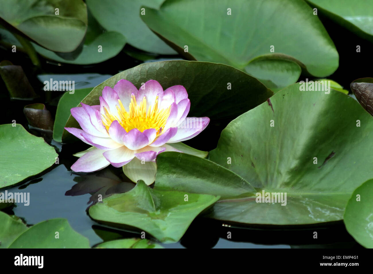 Single lotus flower Stock Photo - Alamy