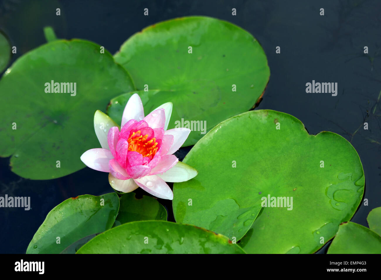 Single lotus flower Stock Photo - Alamy