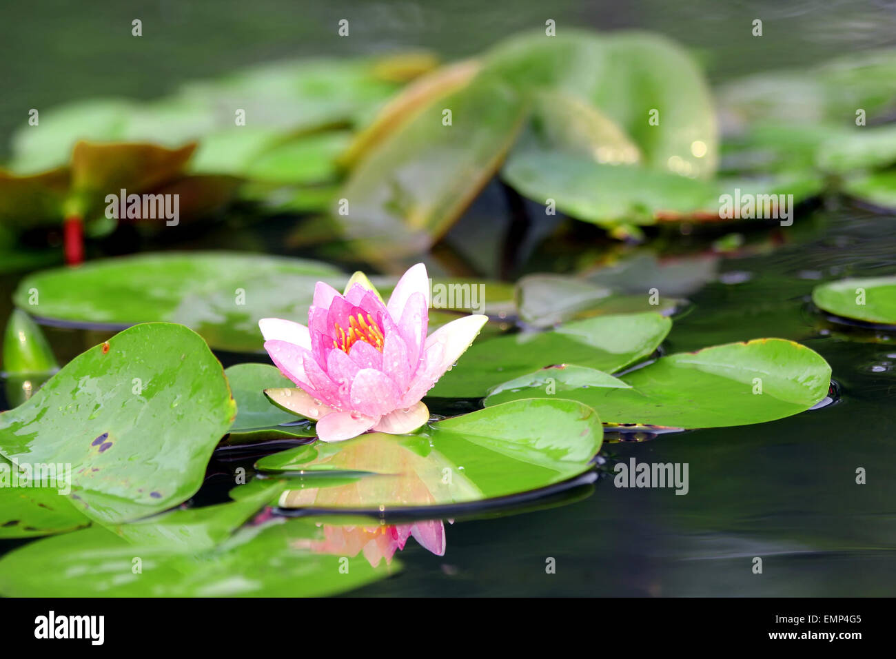 Single lotus flower Stock Photo - Alamy