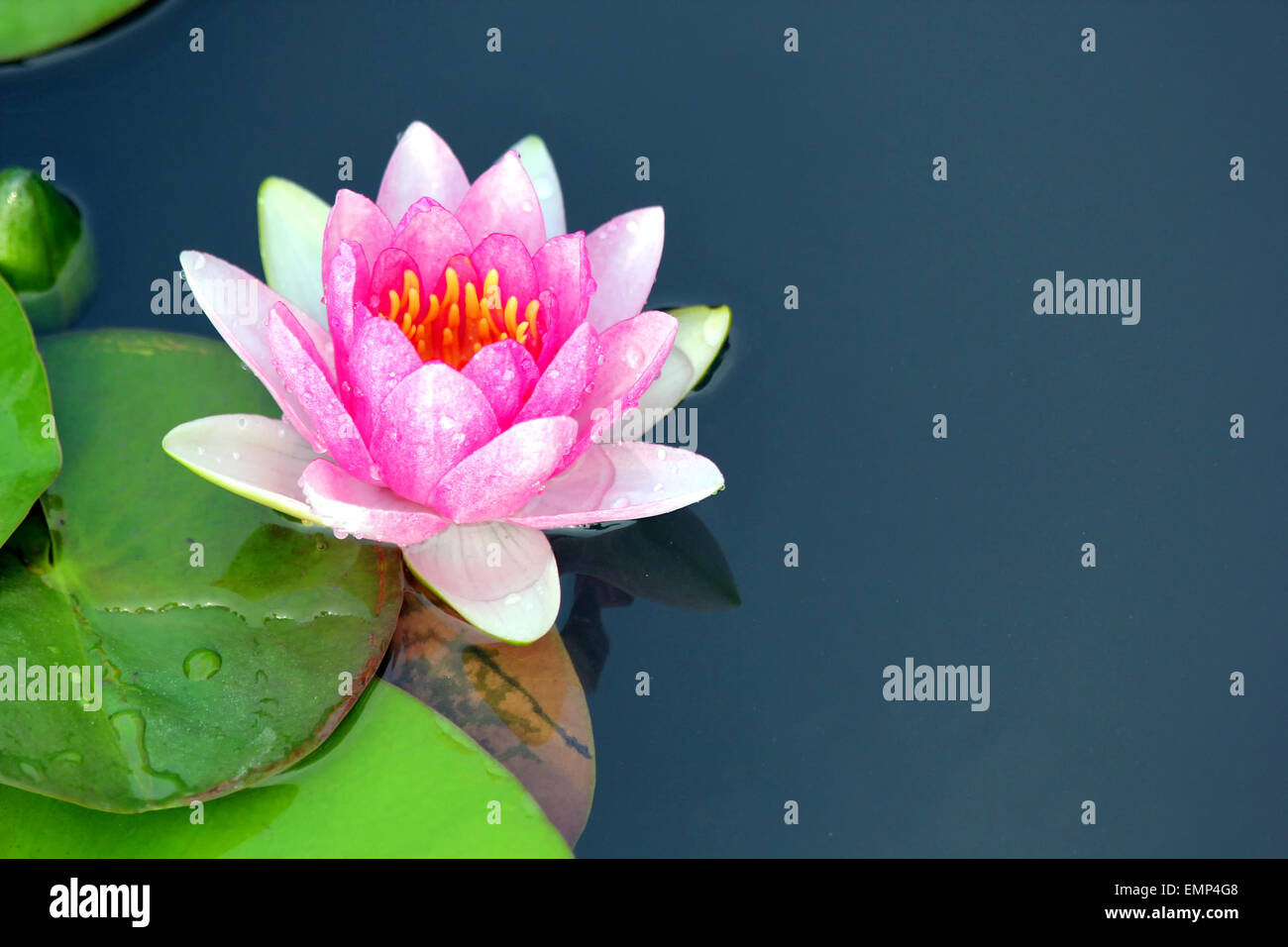 Single lotus flower Stock Photo - Alamy