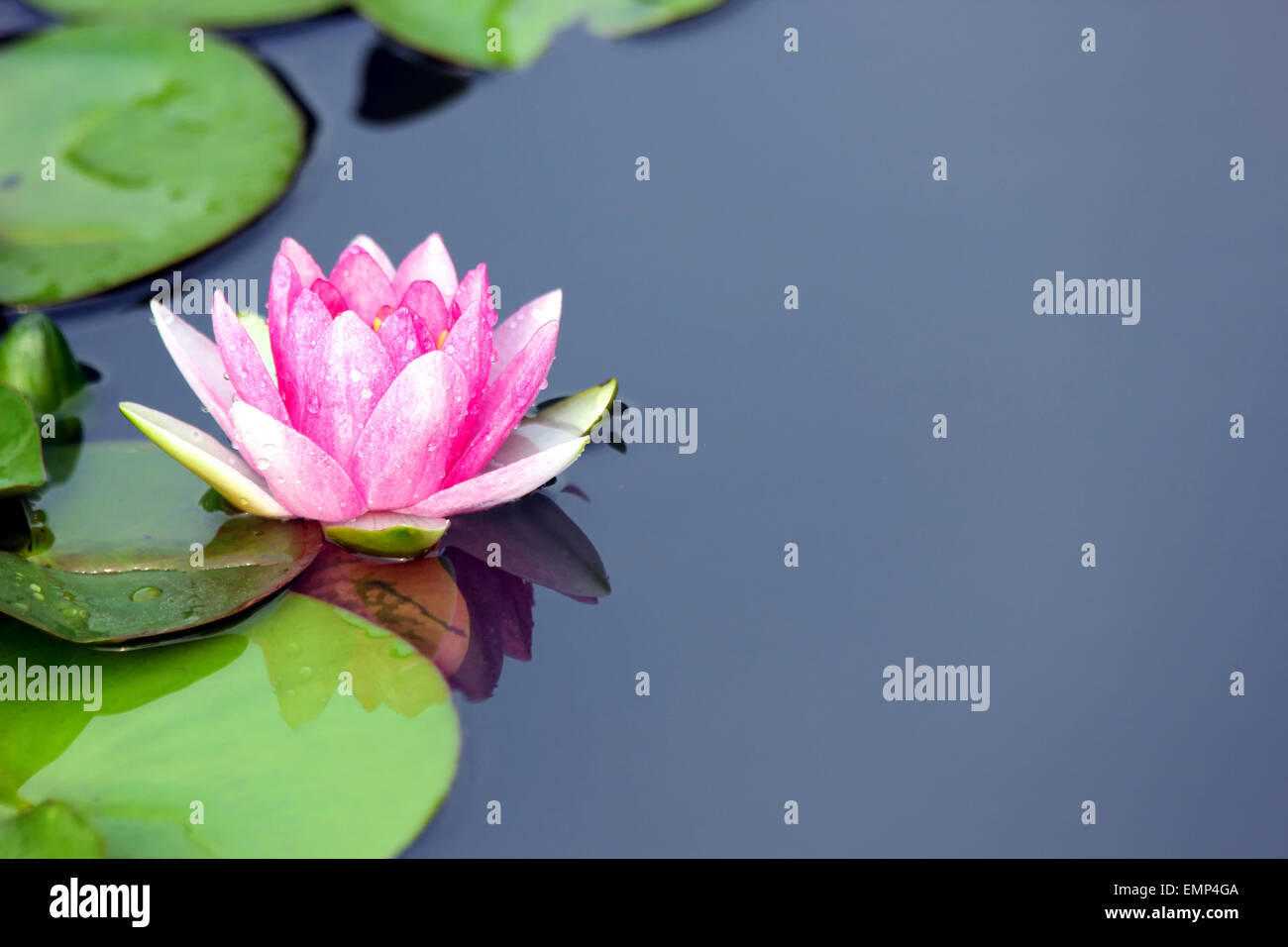 Single lotus flower Stock Photo - Alamy