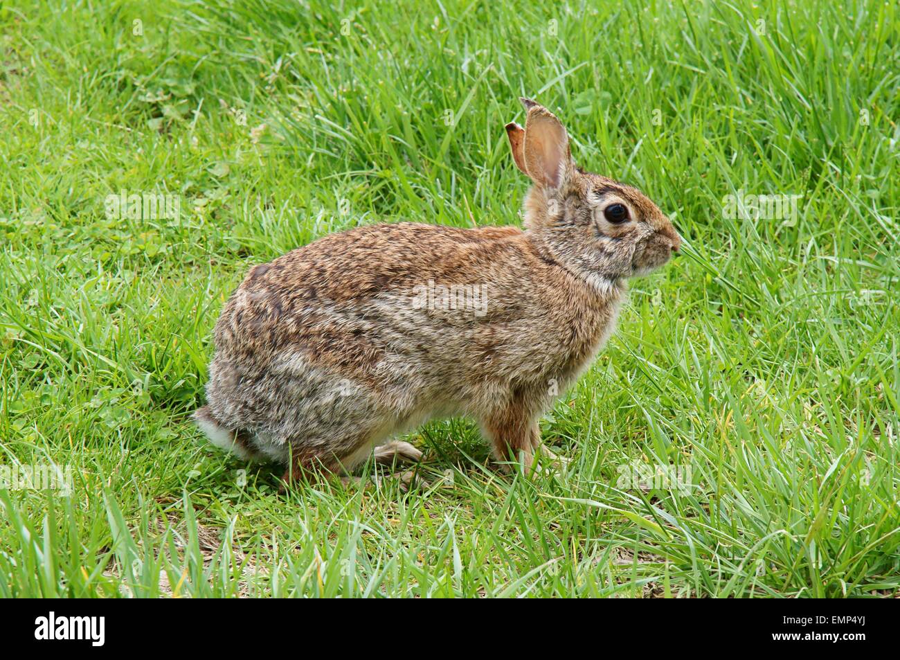 Rabbit in the green grass Stock Photo - Alamy