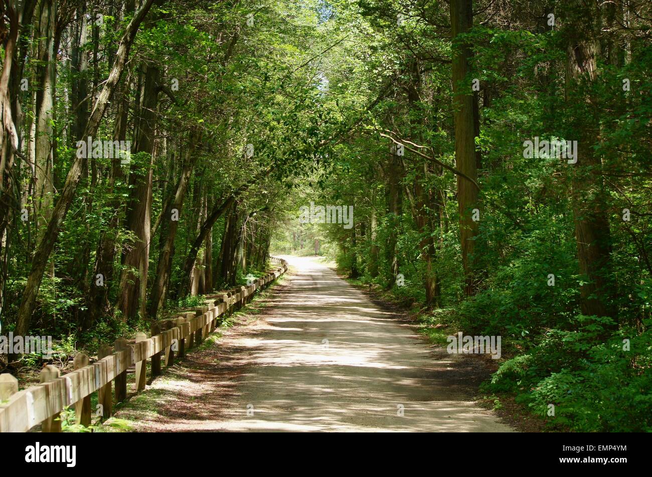 Dense forest light spot hi-res stock photography and images - Alamy