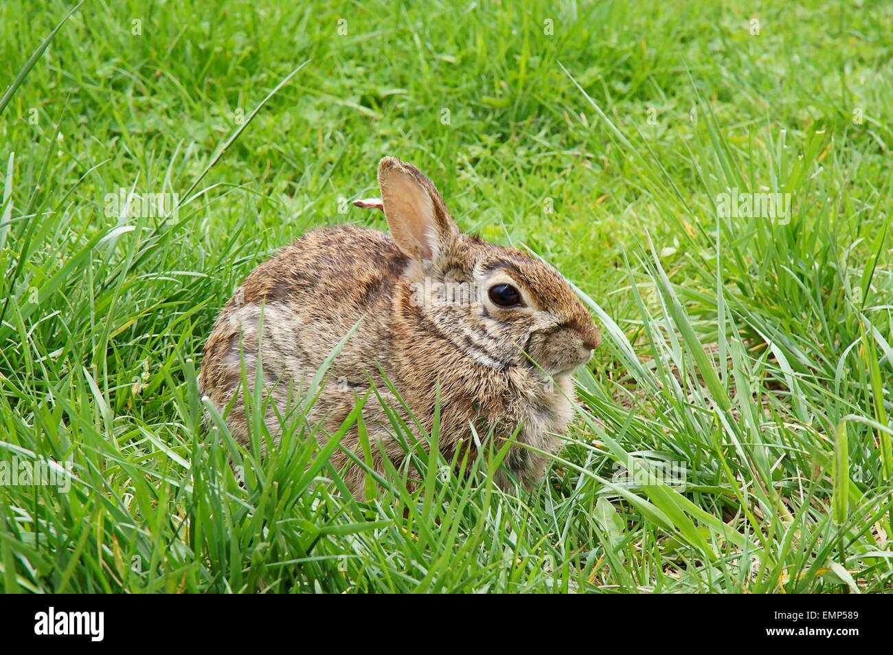 Rabbit in the green grass Stock Photo - Alamy
