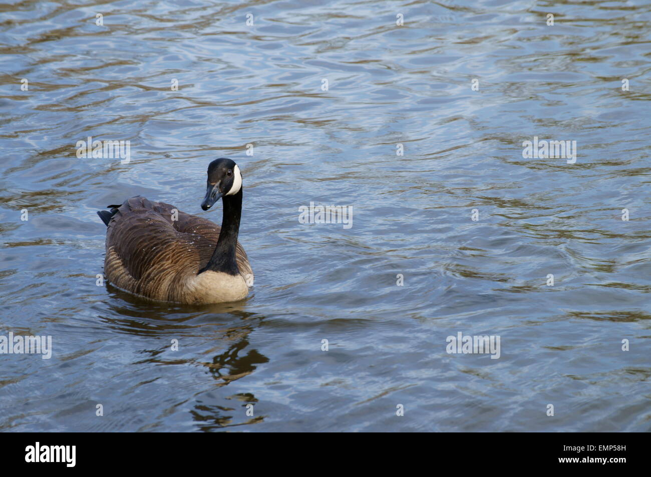 Canada goose neck and face hi-res stock photography and images - Alamy