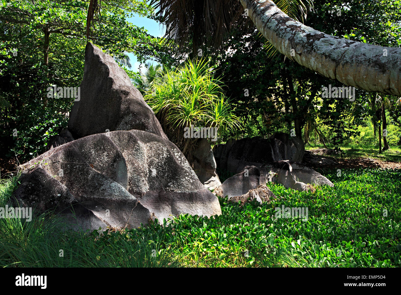 Black granite rocks in the thickets of tropical vegetation Stock Photo ...