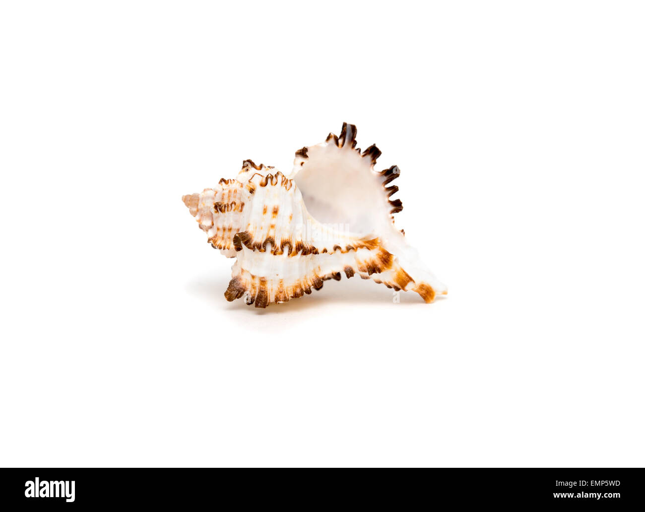 Sea shell with brown spikes Stock Photo - Alamy