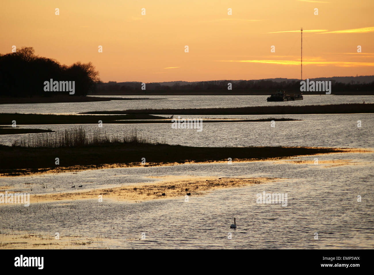 Swan at sunset on the river Stock Photo - Alamy