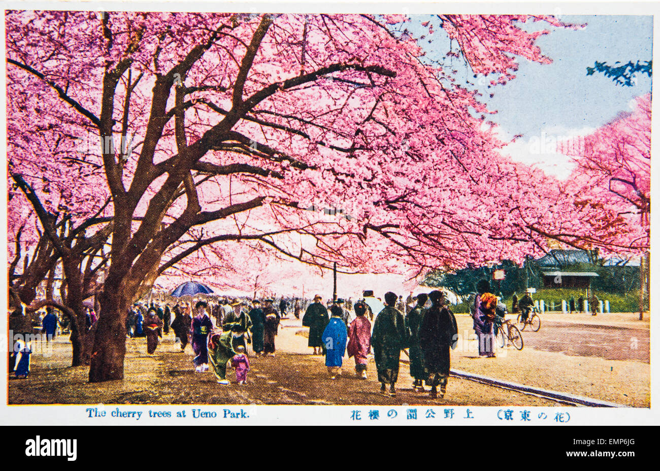 Cherry blossom viewing,Ueno Park,Tokyo,Japan. From Taisho period to ...