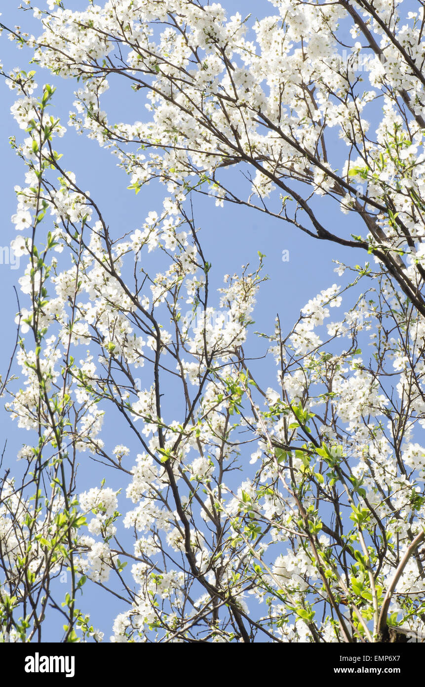 spring tree blossom branches against blue sky Stock Photo - Alamy