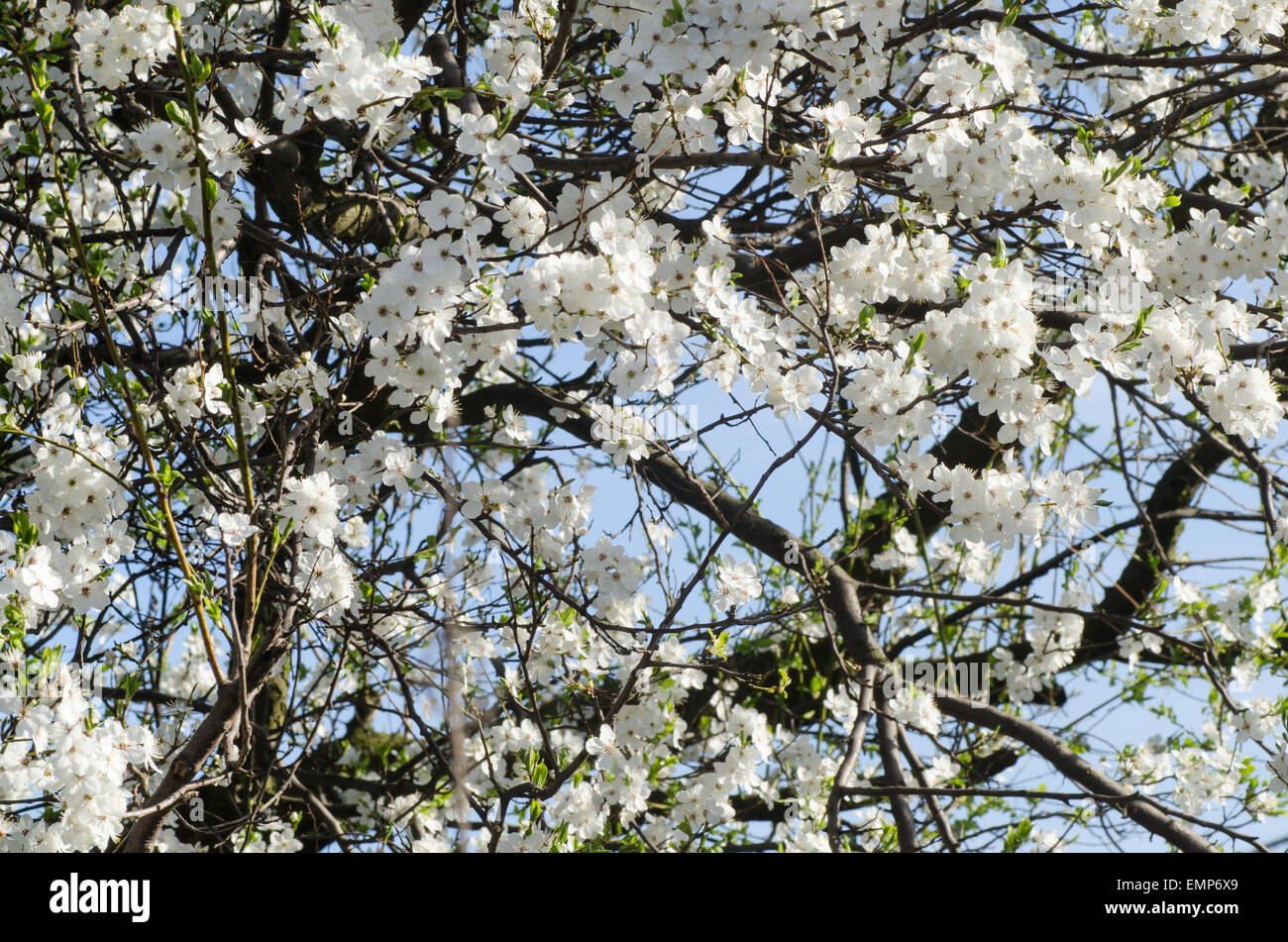 spring tree blossom branches against blue sky Stock Photo - Alamy