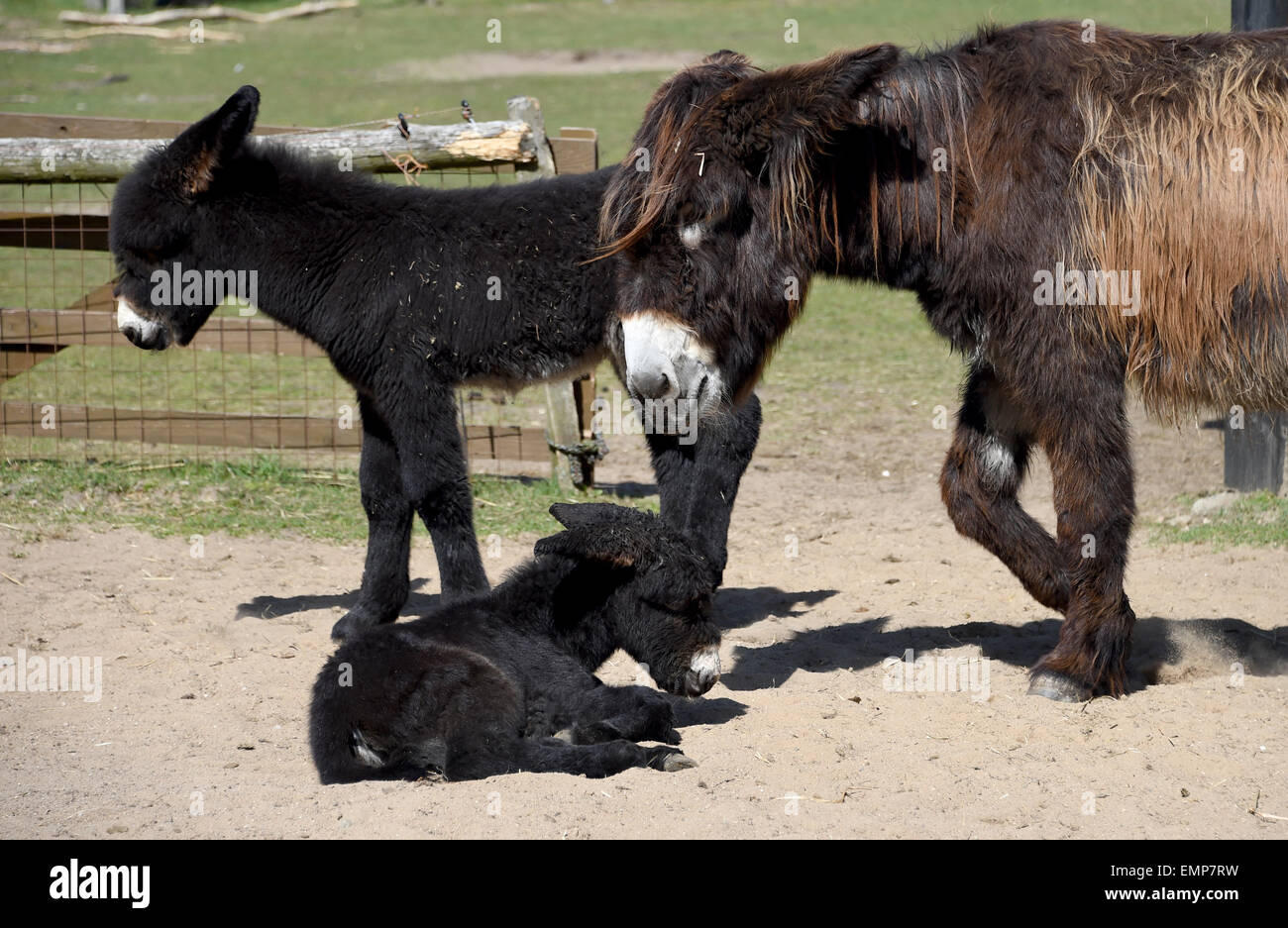 Zoo Arche Warder, Germany. 22nd Apr, 2015. A Poitou donkey named ...