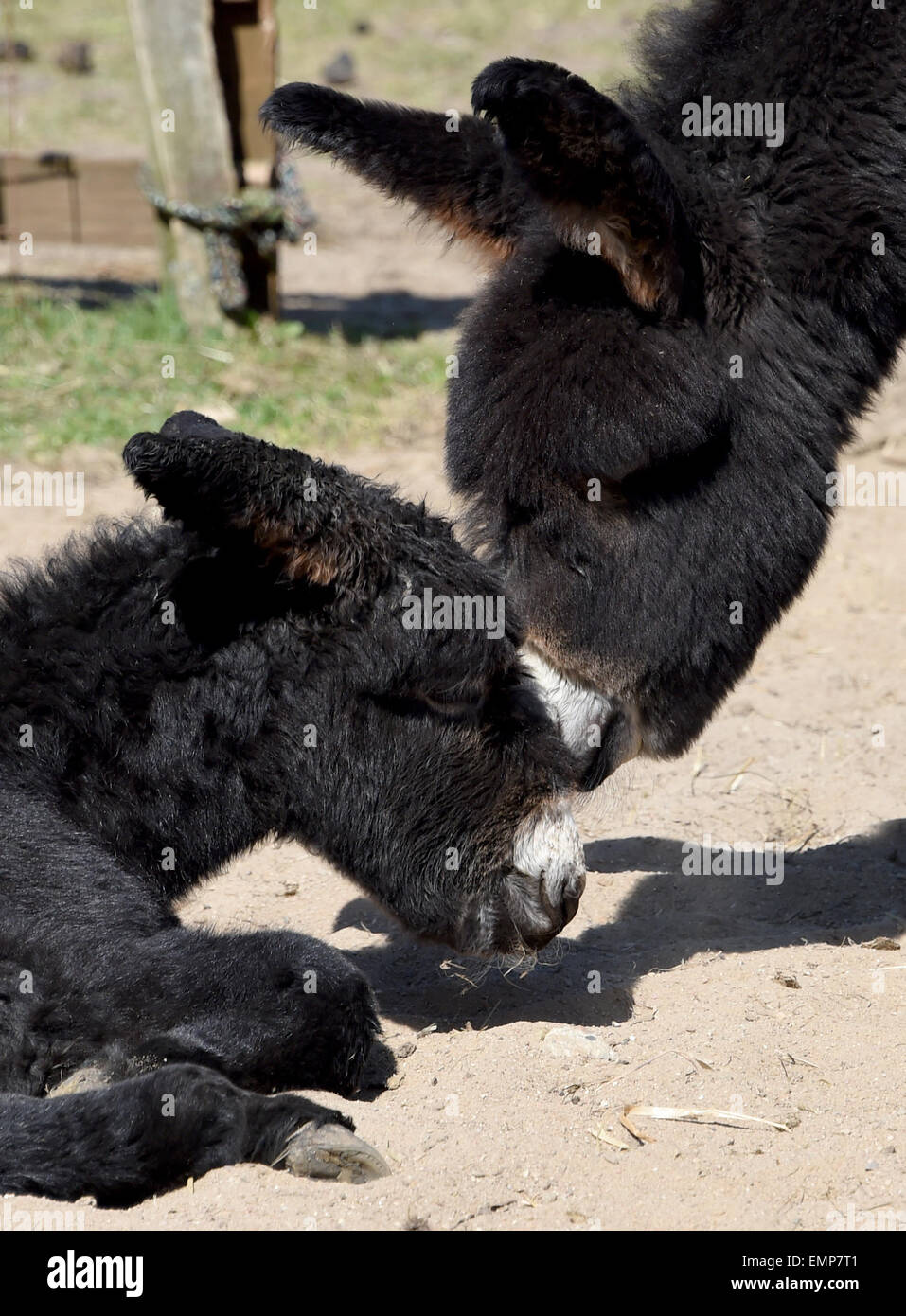 Arche Warder Zoo, Germany. 22nd Apr, 2015. Poitou donkey foals Fridolin ...