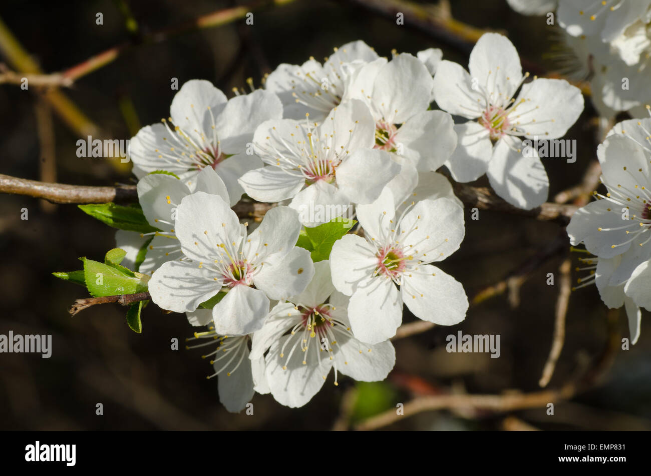Plum flowers hi-res stock photography and images - Alamy
