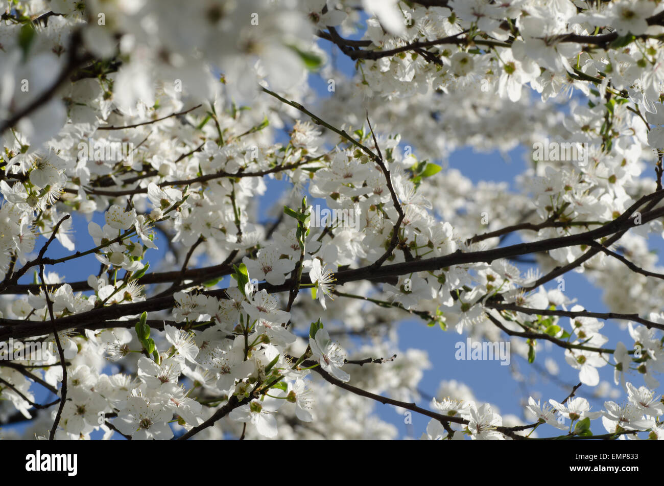 spring tree blossom branches against blue sky Stock Photo - Alamy