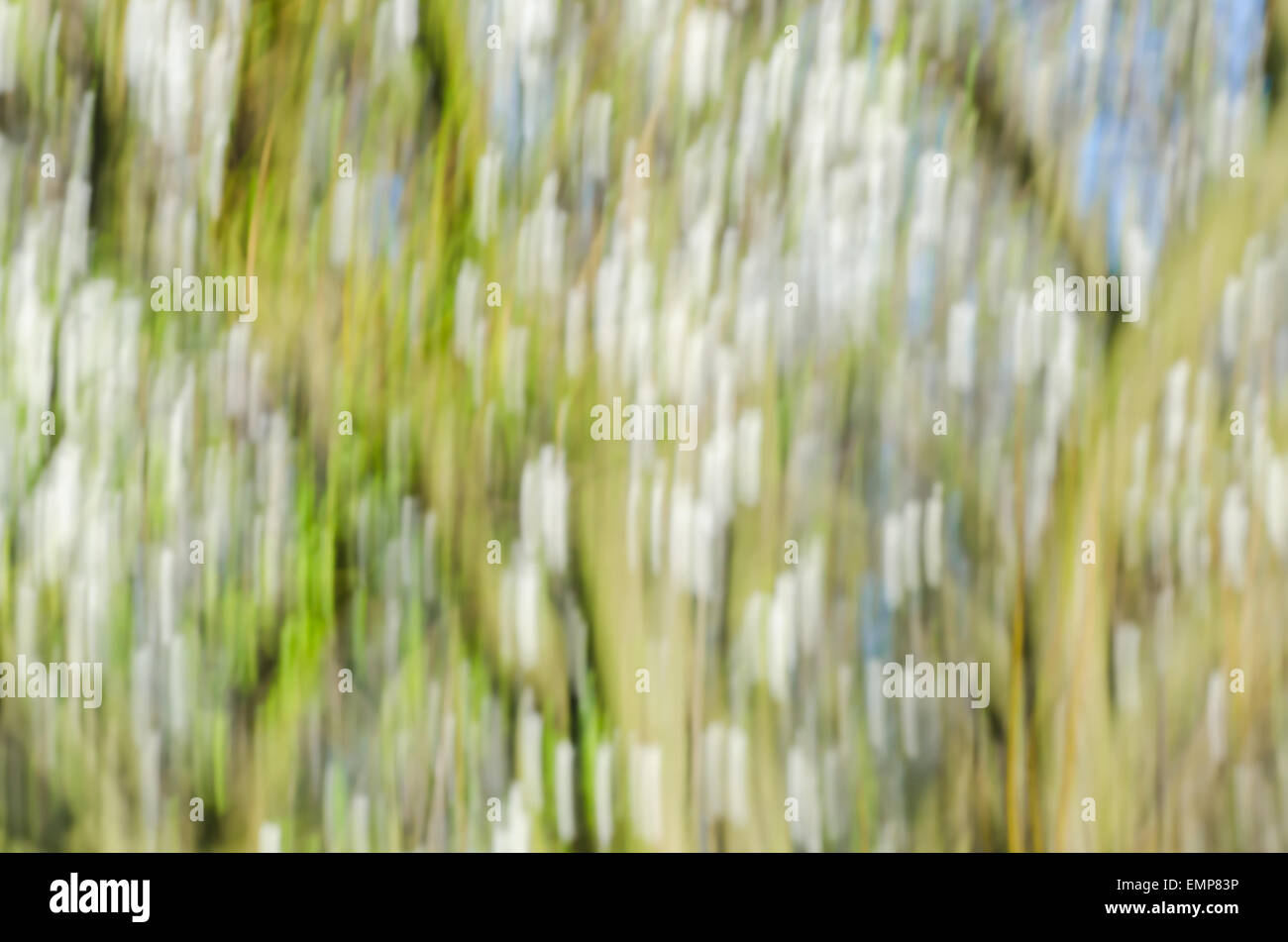 nature defocused motion blur background Stock Photo - Alamy