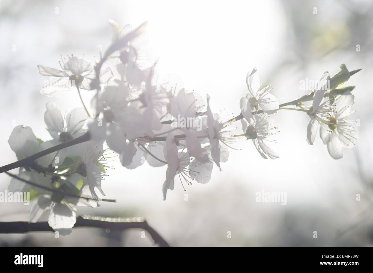 Plum flowers hi-res stock photography and images - Alamy