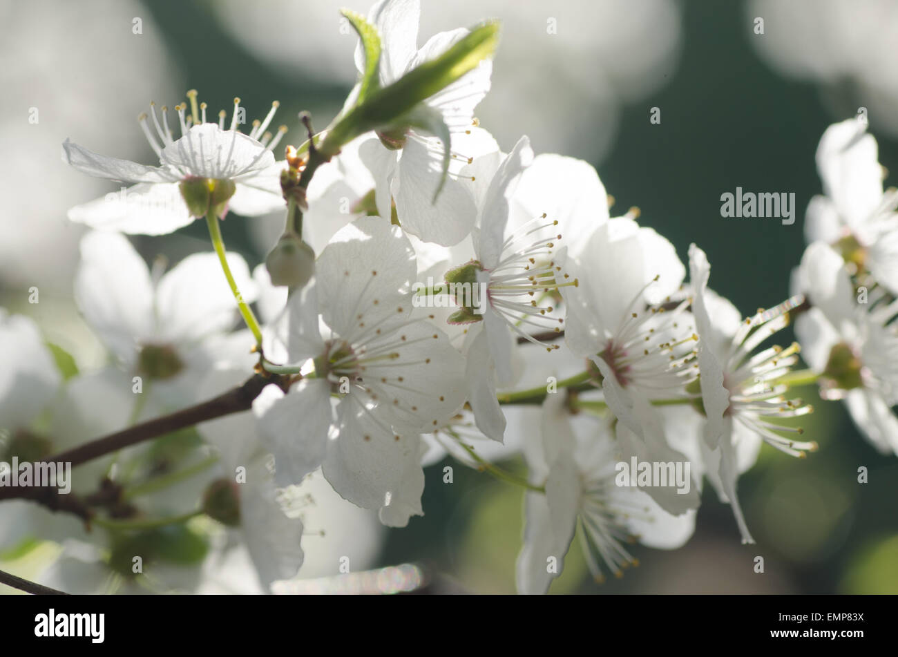 Plum flowers hi-res stock photography and images - Alamy