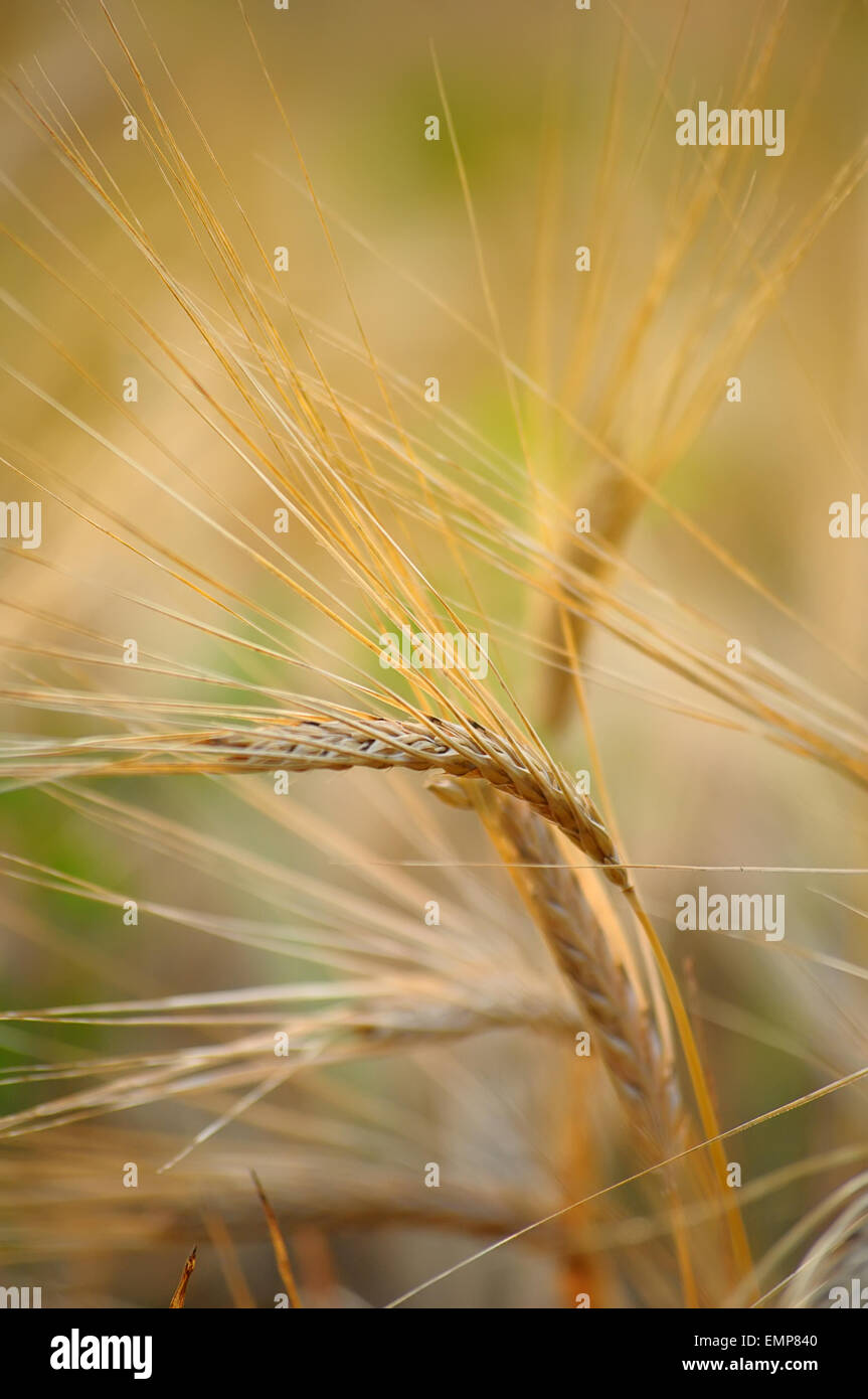 Spikelet of rye closeup. Cultivated plant rye with gold spikelets ...