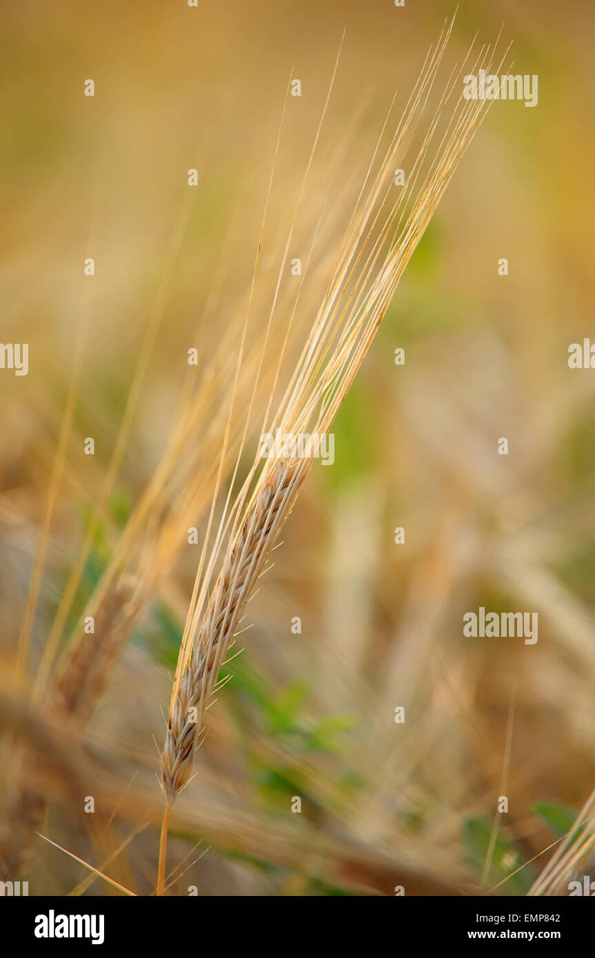 Spikelet of rye closeup. Cultivated plant rye with gold spikelets ...