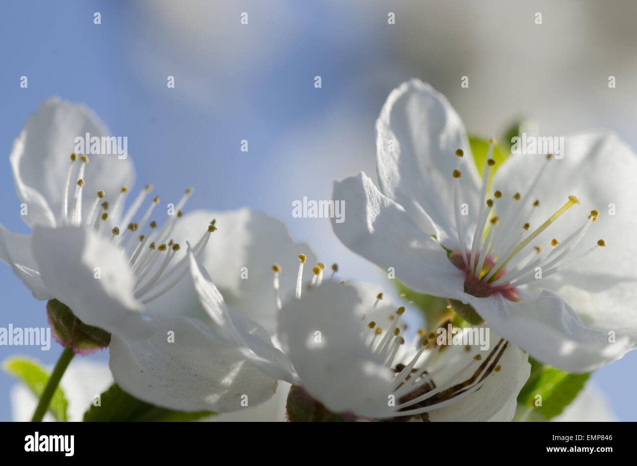 Plum flowers hi-res stock photography and images - Alamy