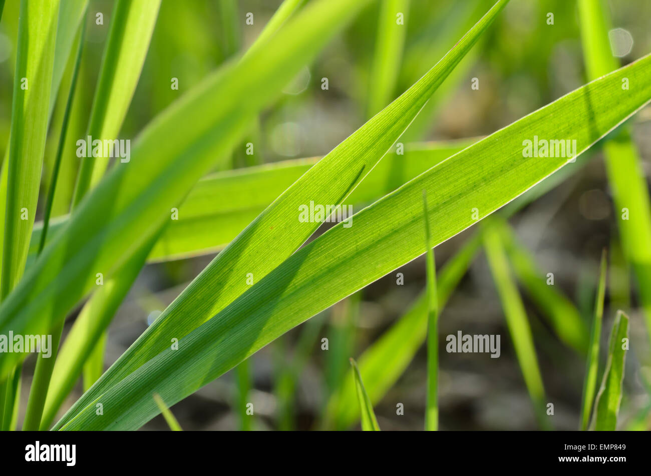 Spring green grass hi-res stock photography and images - Alamy