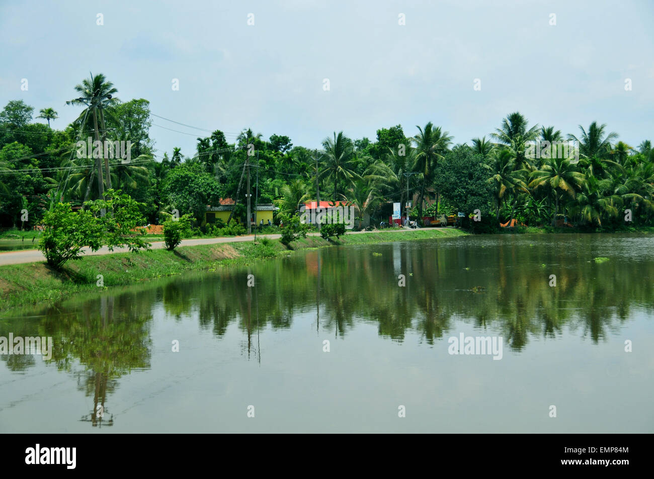 A road and coconut trees Stock Photo - Alamy