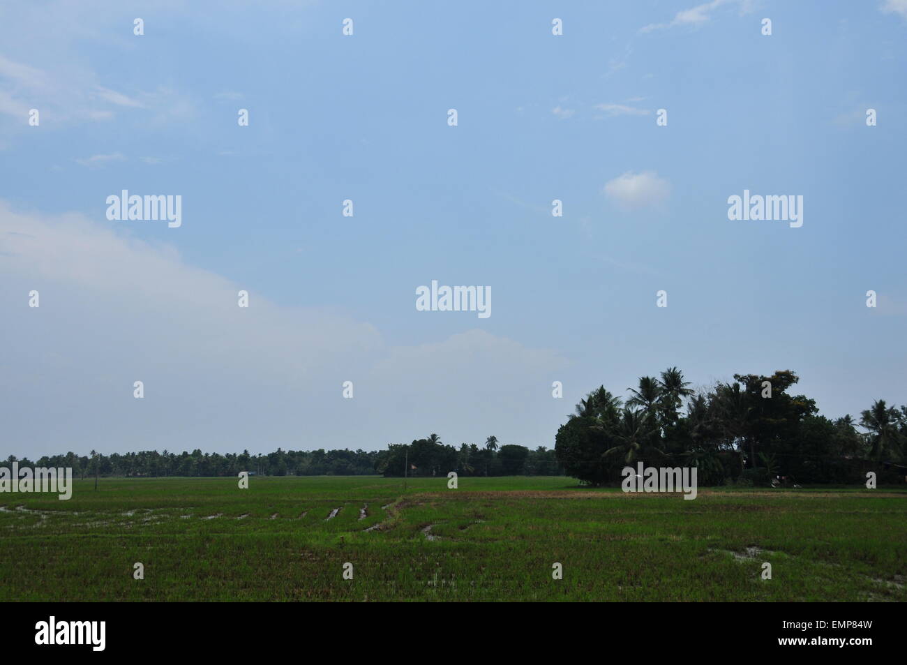 Beautiful paddy land Stock Photo - Alamy