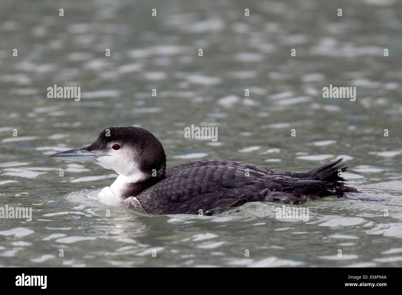 Great Northern Diver, adult in winter plumage, Newlyn harbour, Cornwall ...
