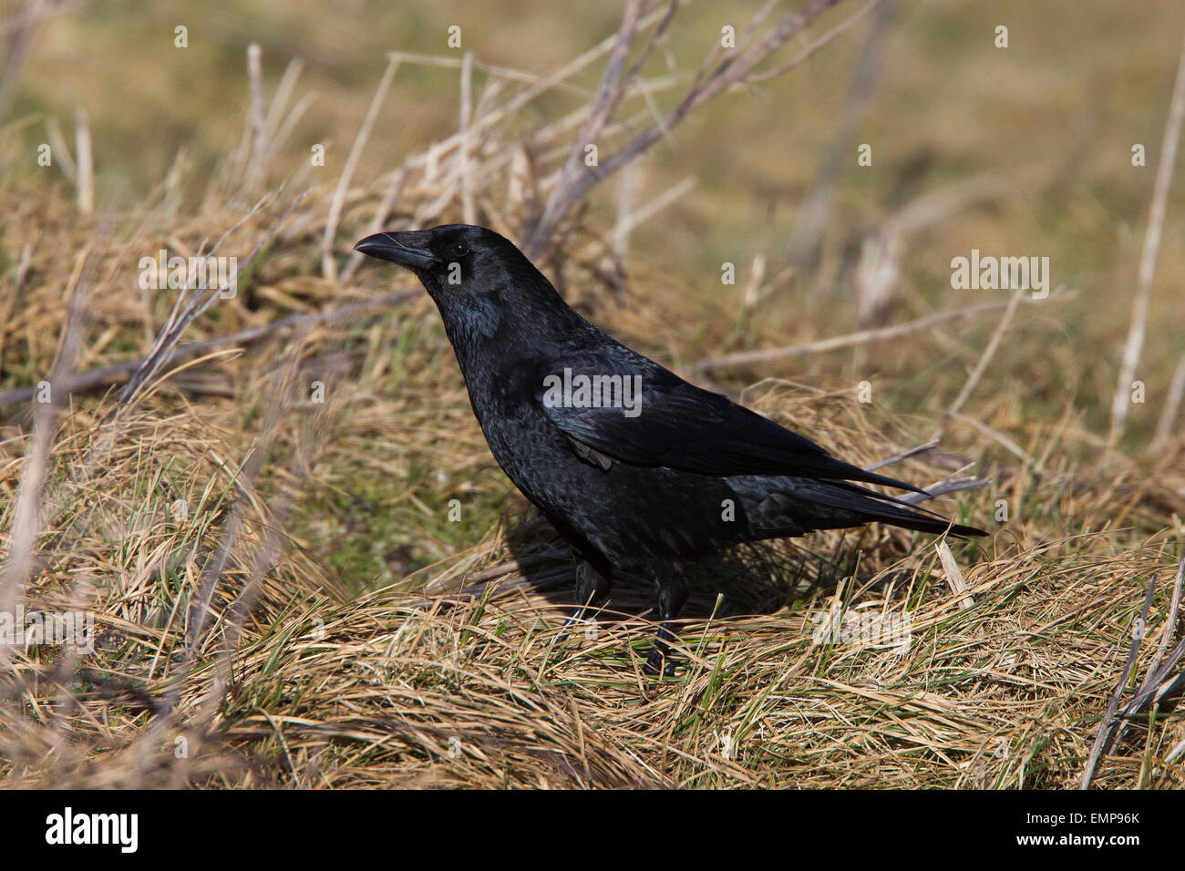 Crow uk hi-res stock photography and images - Alamy
