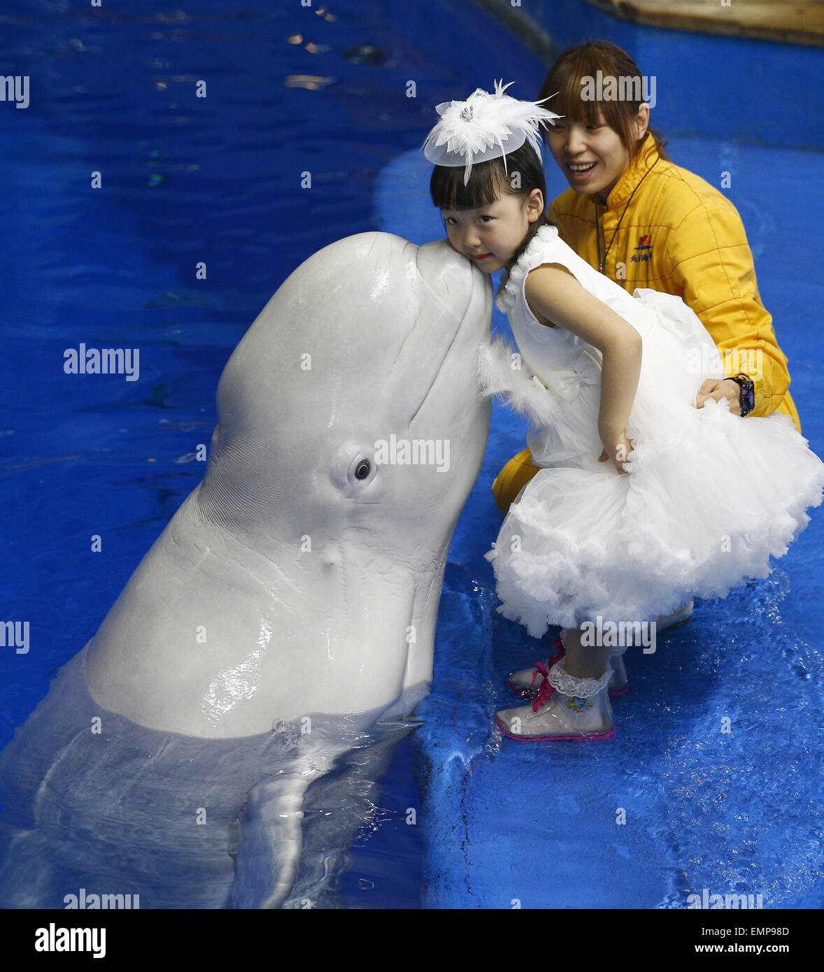 Beijing, China. 23rd Apr, 2015. A beluga kisses a girl during the ...