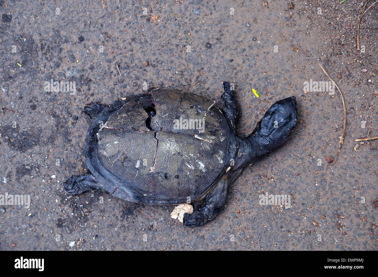 Natural life of different species on earth Stock Photo - Alamy