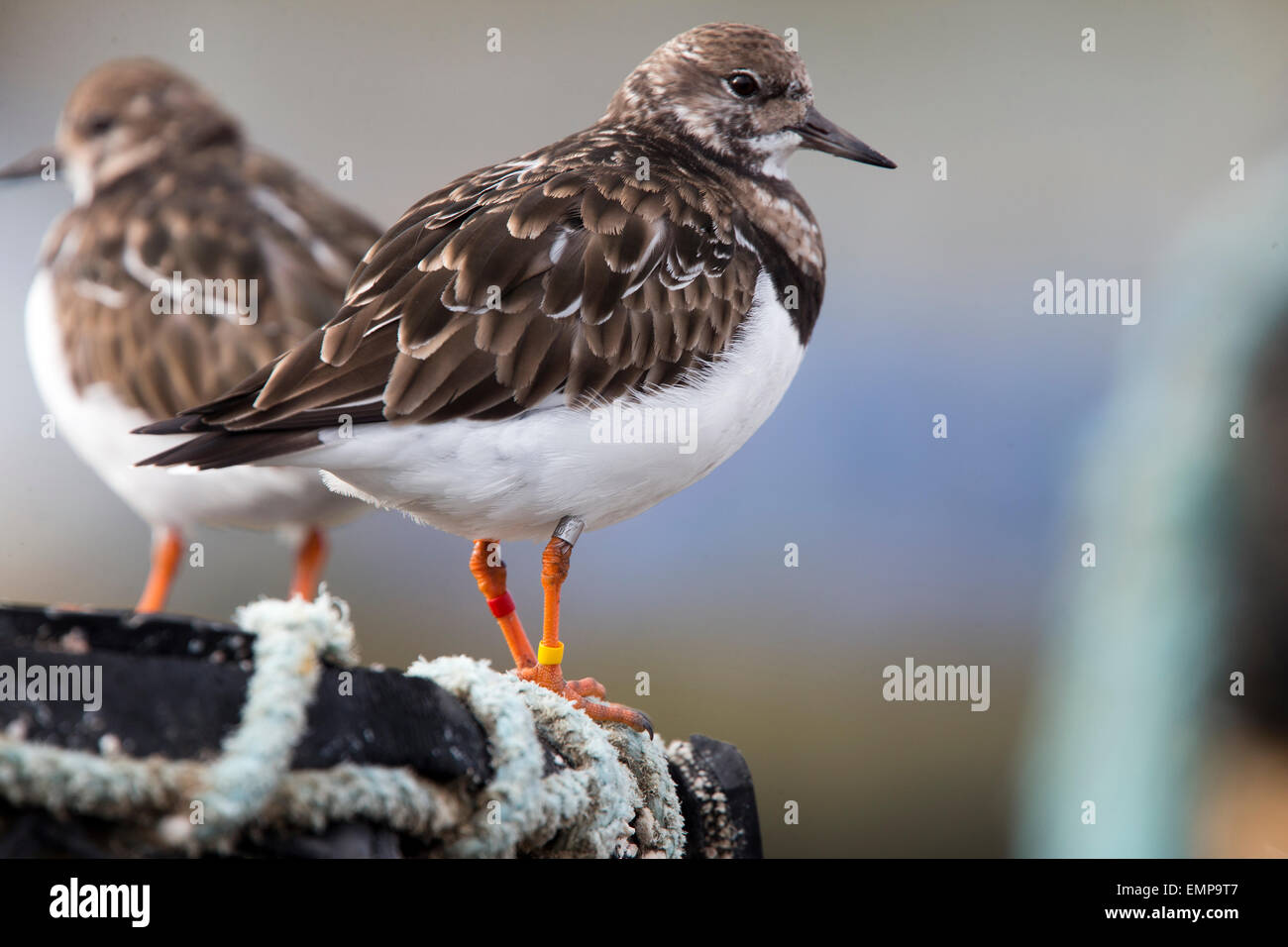 Colour-ringed (color banded) Turnstone, Newlyn harbour, Cornwall ...