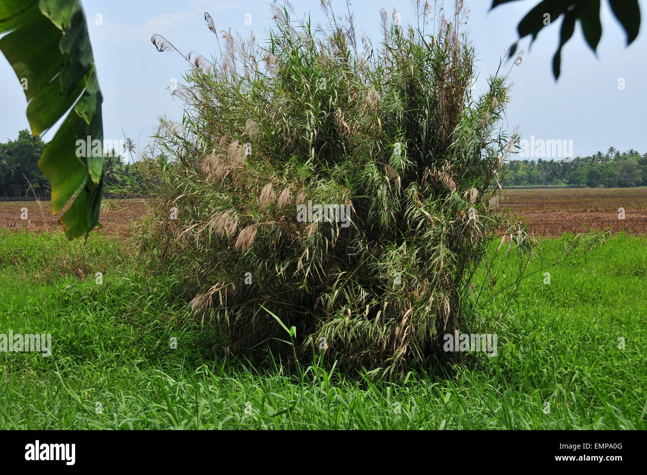 Beauty of paddy field hi-res stock photography and images - Alamy