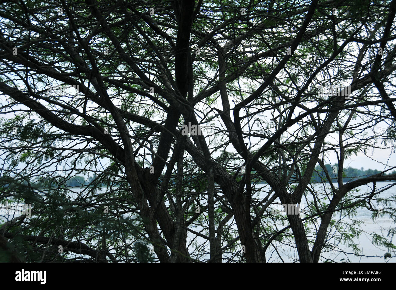 Natural glowing vivid colors Stock Photo - Alamy